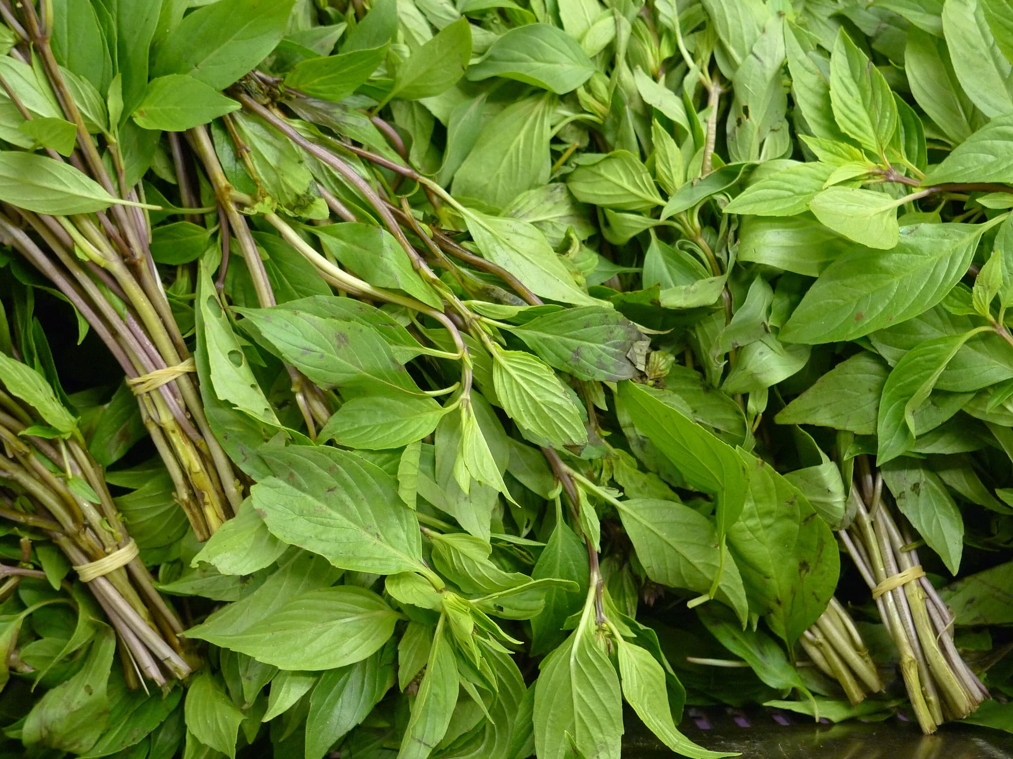 How to grow Thai basil indoors | Herbs at Home